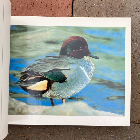 Office | Signed Waterfowl Postcard Collection Ducks Geese Huntcore Rust ...